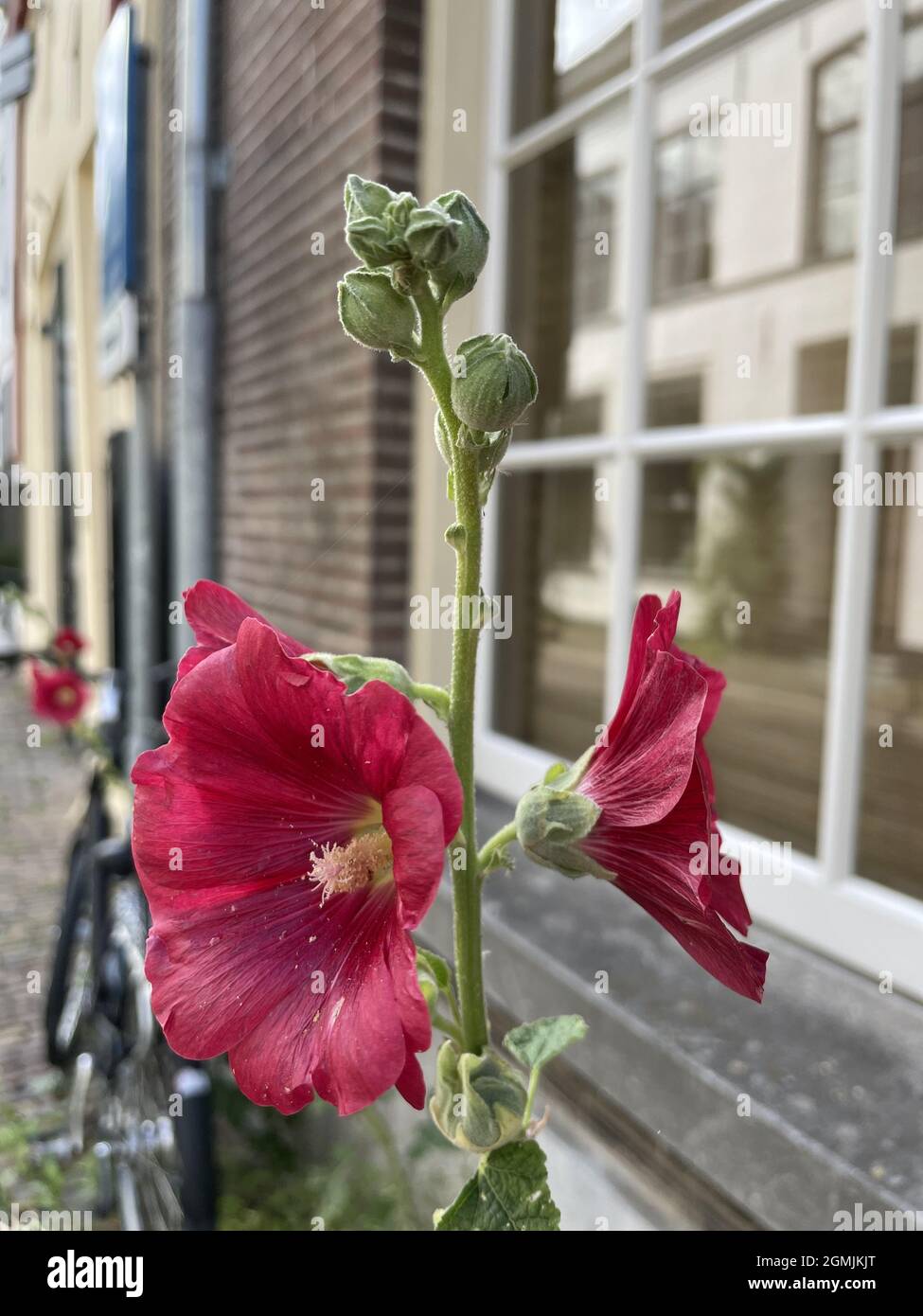 A vertical shot of a red Alcea and its buds on the background of big ...