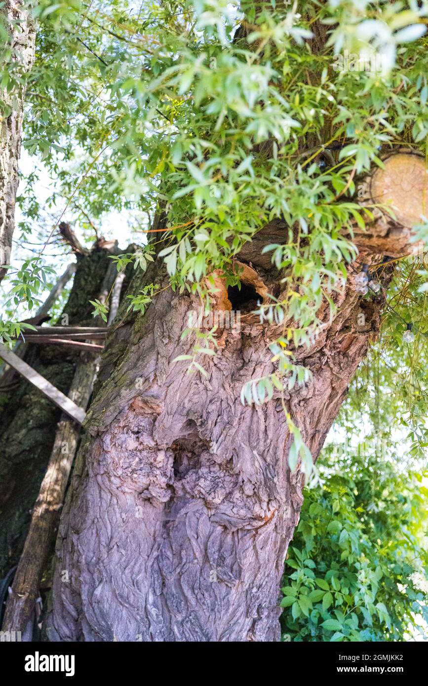 Park thick hi-res stock photography and images - Alamy