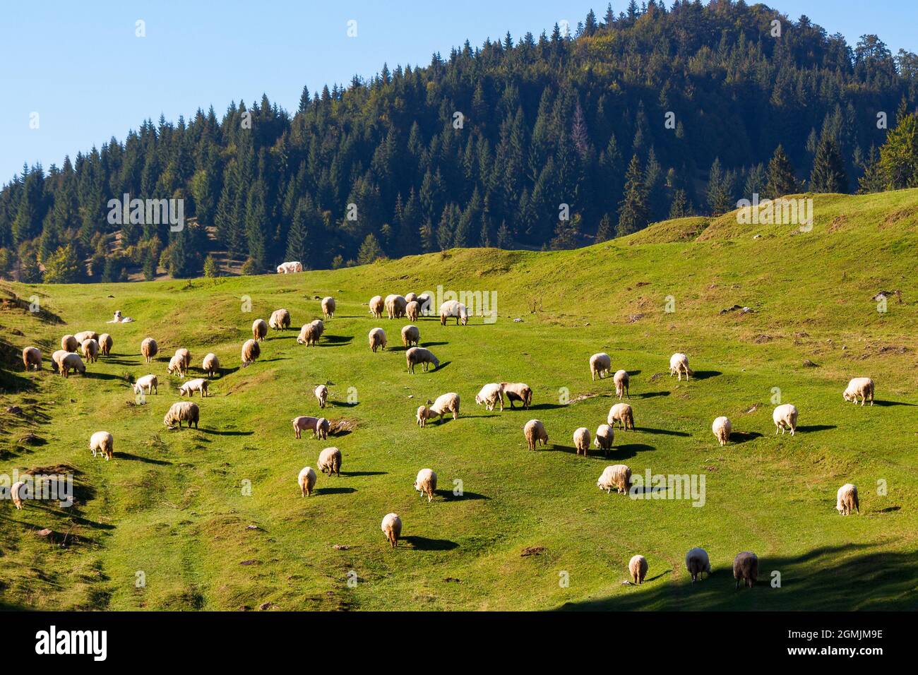flock of sheep grazing in mountains. sunny nature scenery in apuseni ...