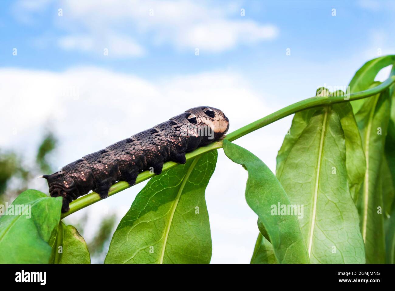 Larva of elephant hawk moth (Deilephila elpenor) on green branch Stock ...