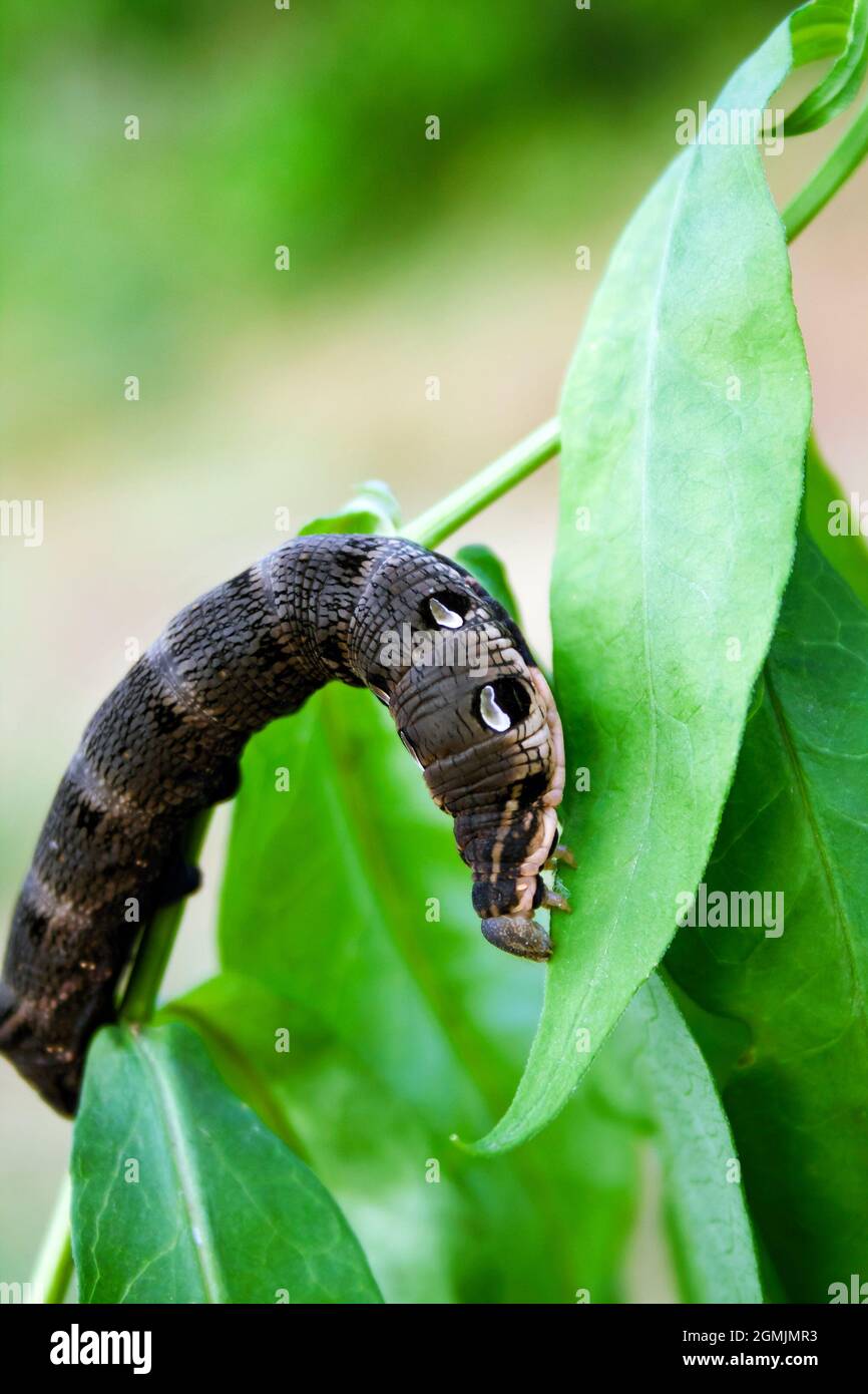 Larva of elephant hawk moth (Deilephila elpenor) on green branch on ...