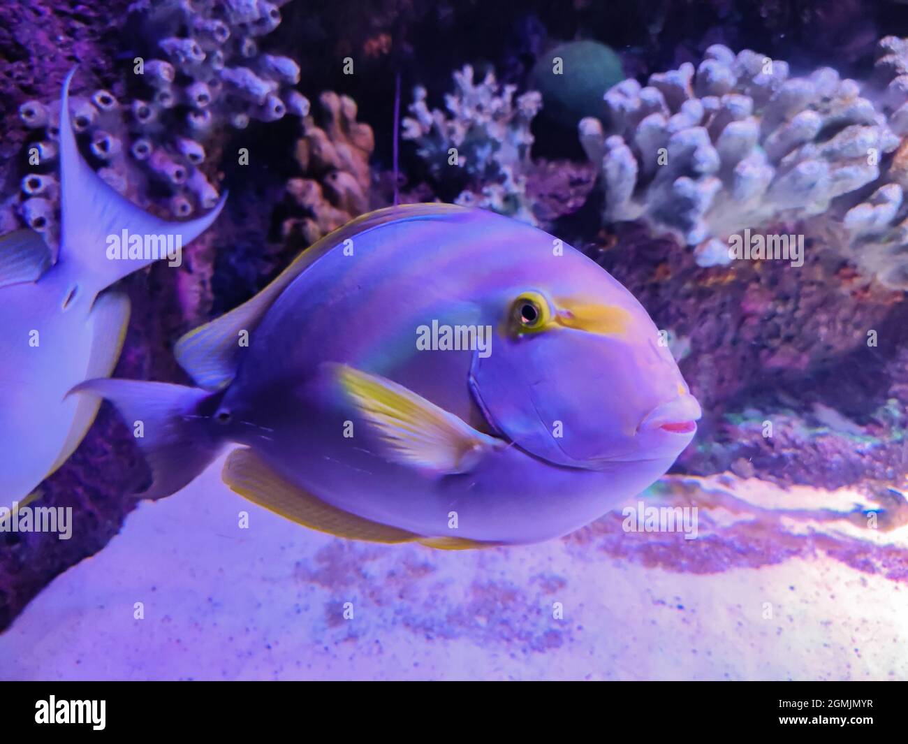 Underwater view at Naso Tang fish in the water Stock Photo - Alamy