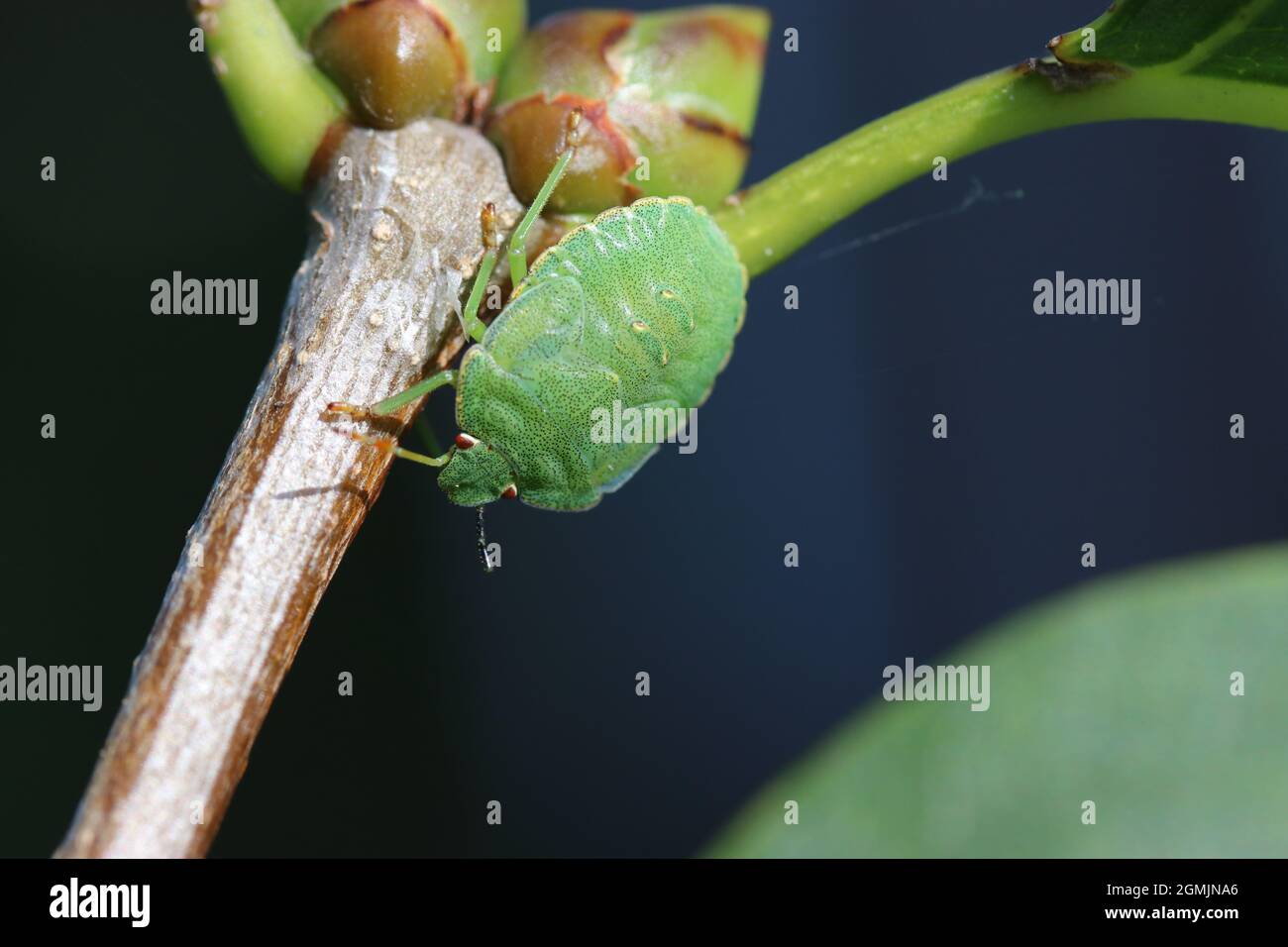 a nymph of a green shield bug sits at a branch of a plant in the garden ...