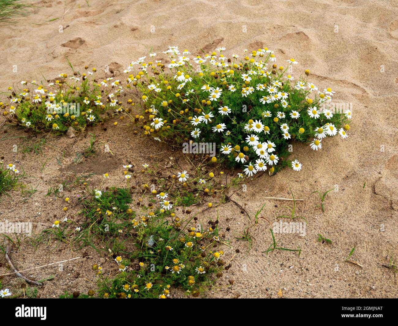 False mayweed growing in sand on a beach Stock Photo - Alamy