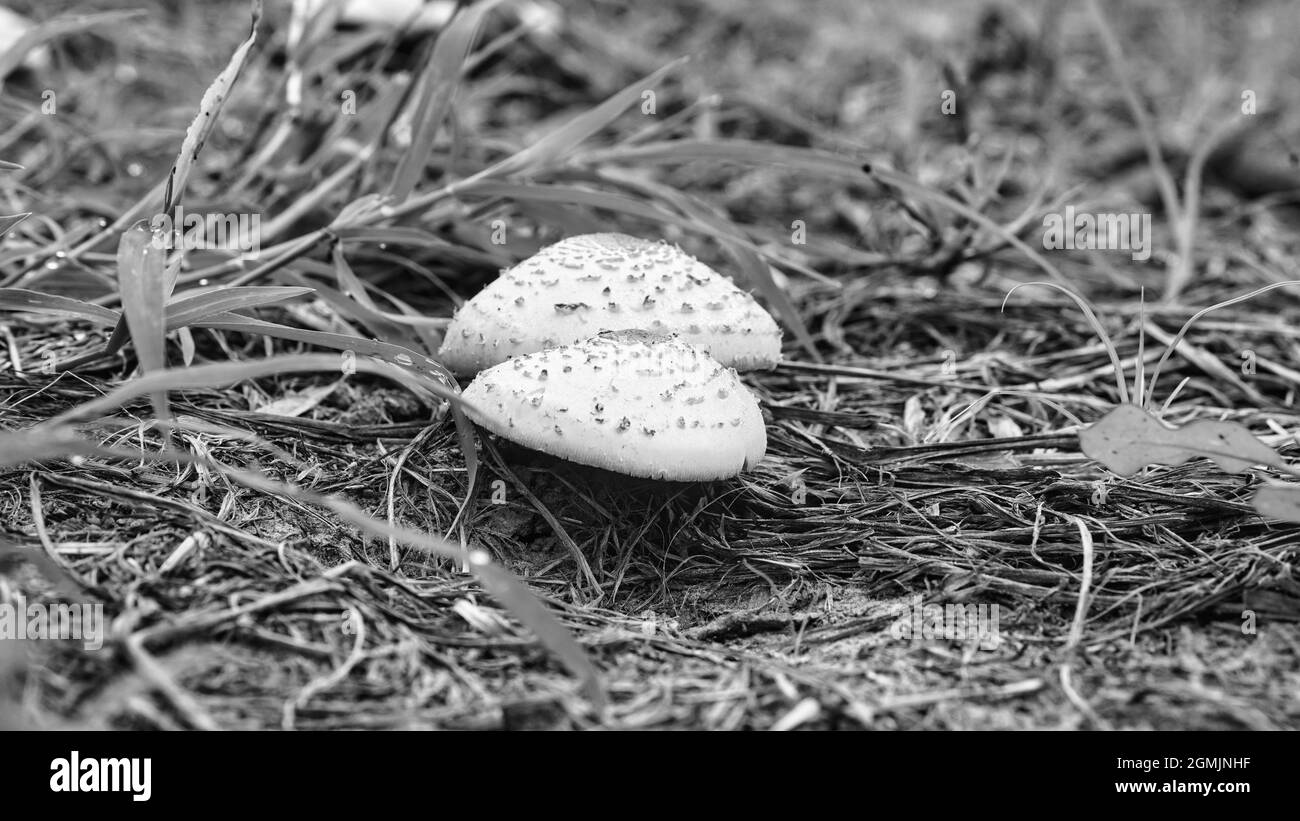 Bell spring Black and White Stock Photos & Images - Alamy