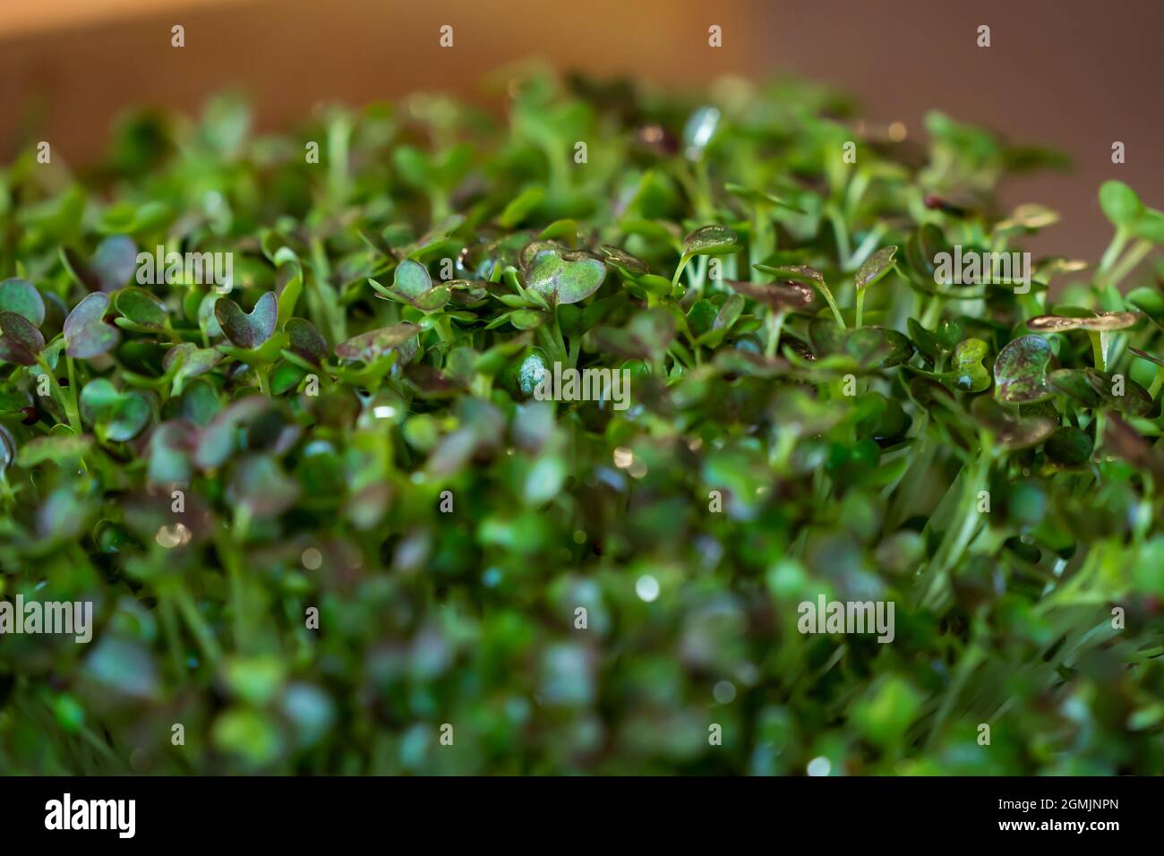 close up to green cress Micro herb for food decoration Stock Photo - Alamy