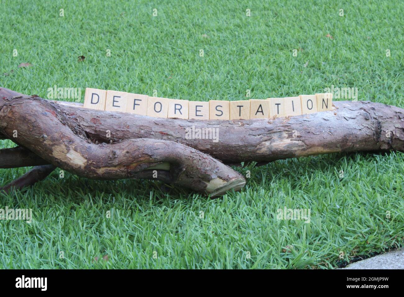 The word Deforestation in wooden tiles on a tree branch on a green ...