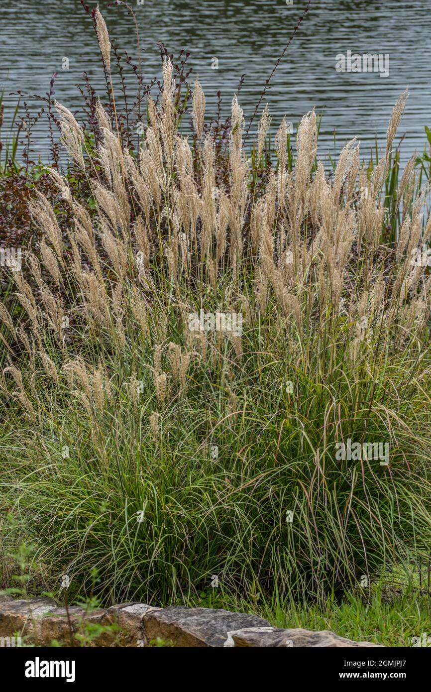 A tall Chinese silver grass plant in full bloom with white to golden ...