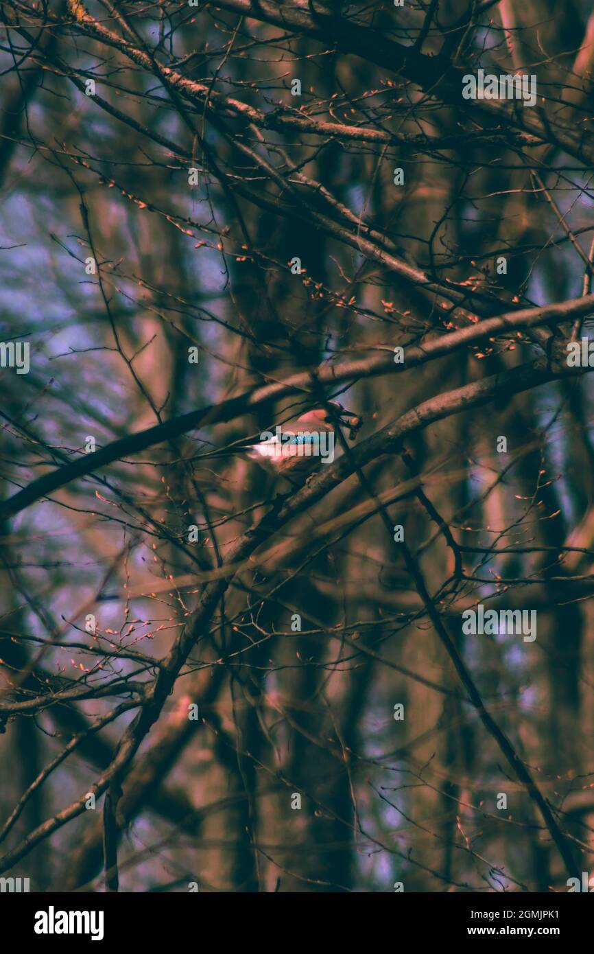 Colorful bird in the tree, wildlife in forest, tiny life Stock Photo ...