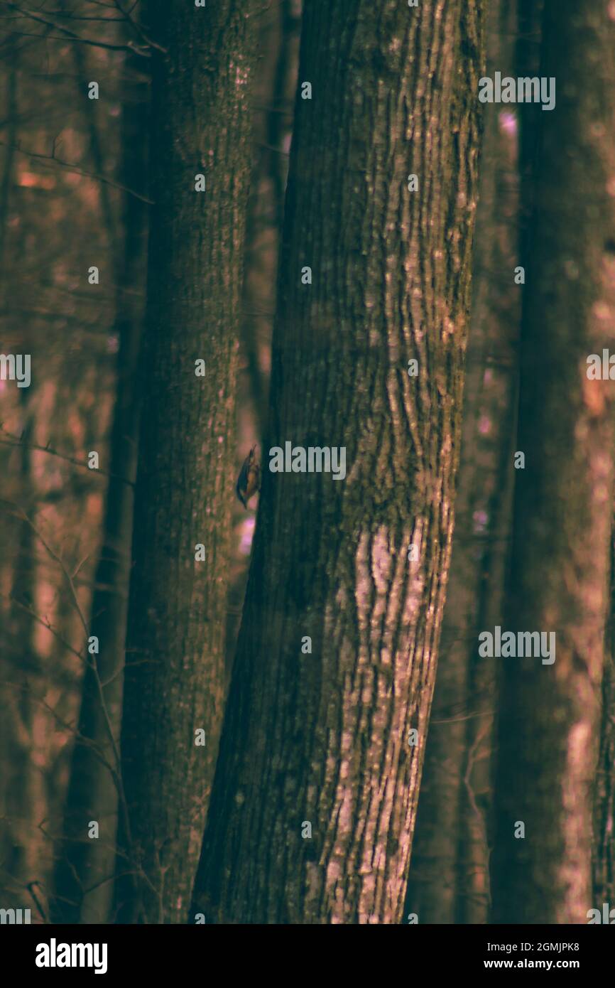 Colorful bird in the tree, wildlife in forest, tiny life Stock Photo ...