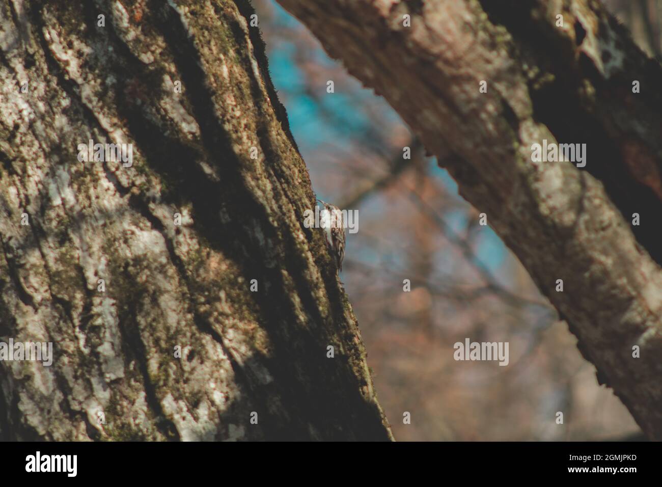 Colorful bird in the tree, wildlife in forest, tiny life Stock Photo ...