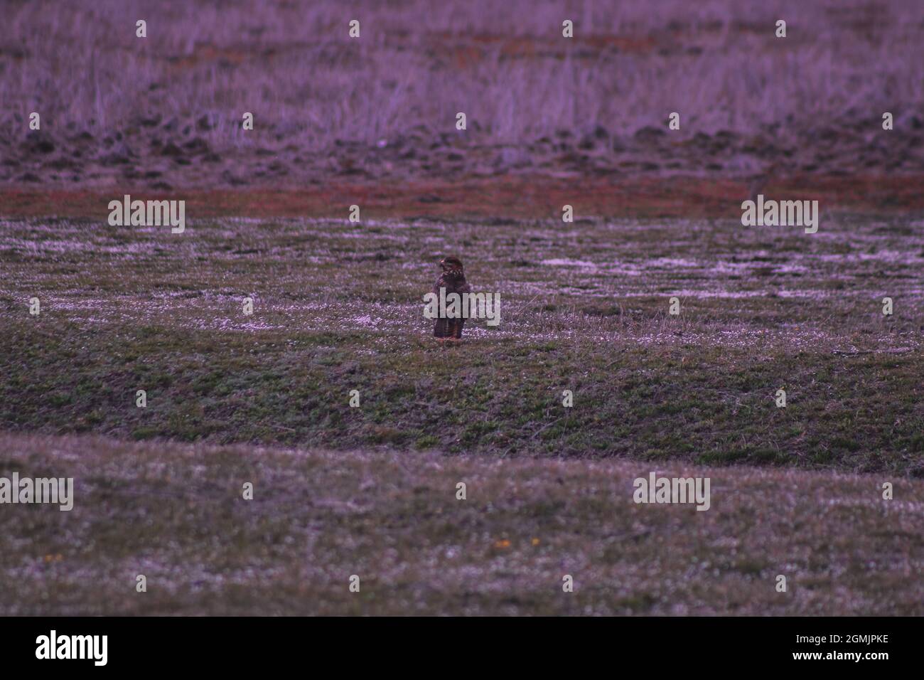 Hawk in the field, hunter bird, purple colors, beautiful nature and ...