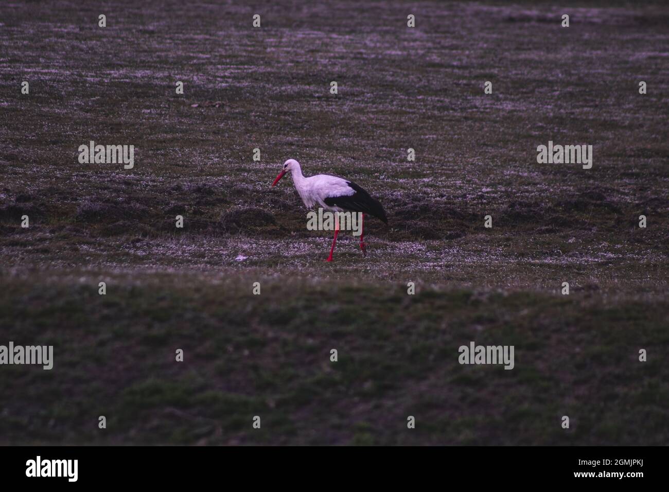 Stork with white and black plumage hi-res stock photography and images ...