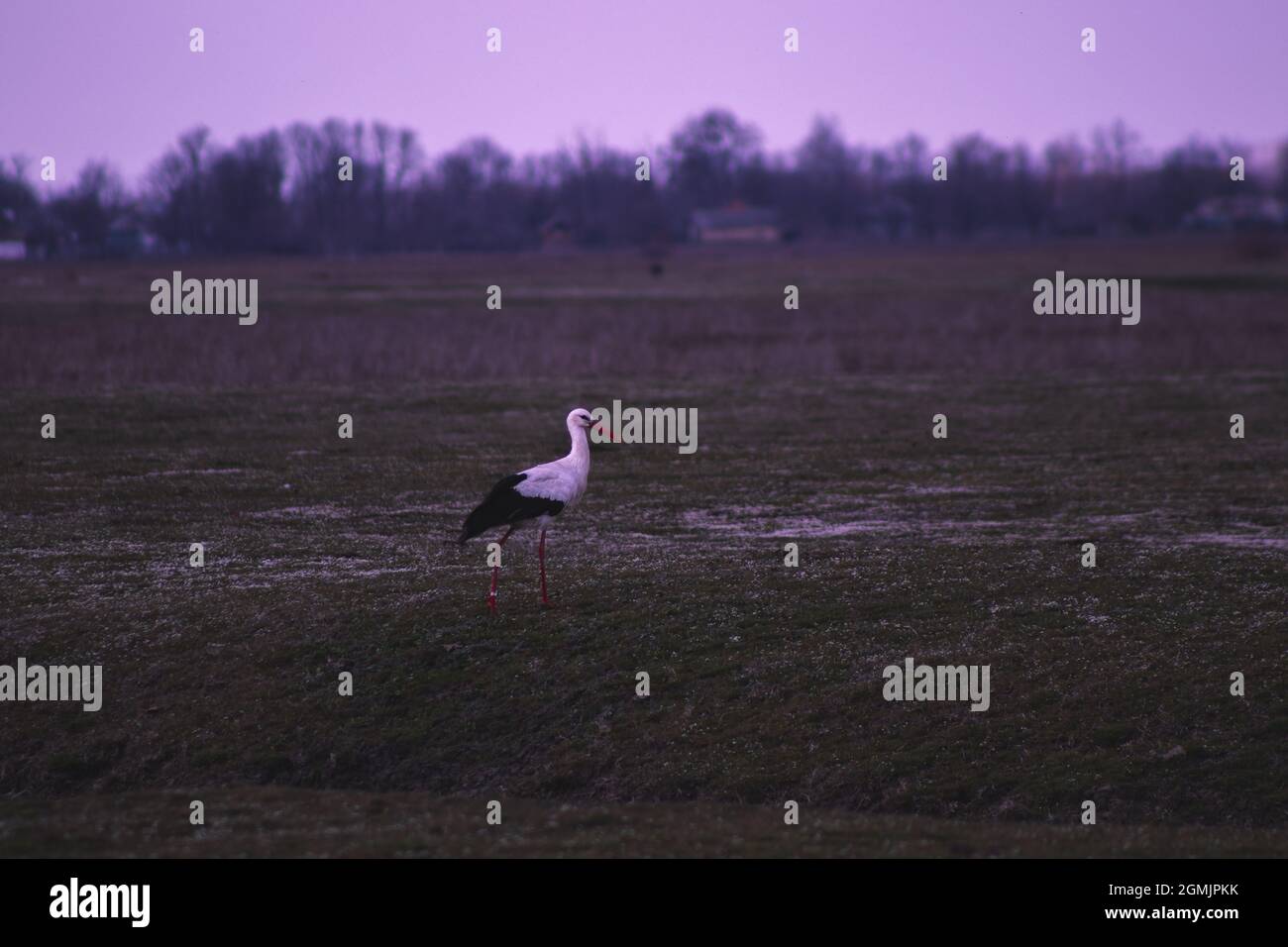 Purple feather white background hi-res stock photography and images - Alamy