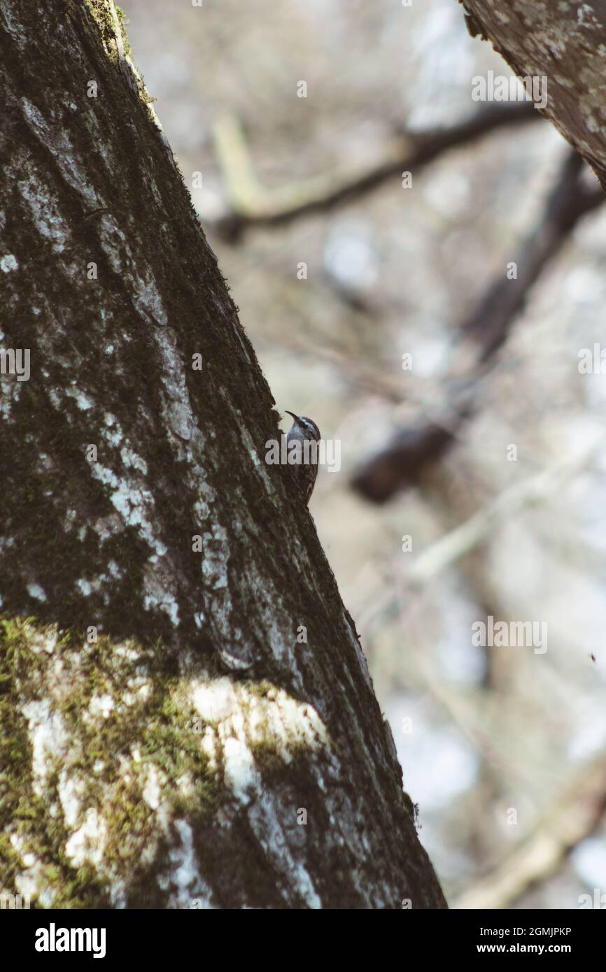 Colorful bird in the tree, wildlife in forest, tiny life Stock Photo ...