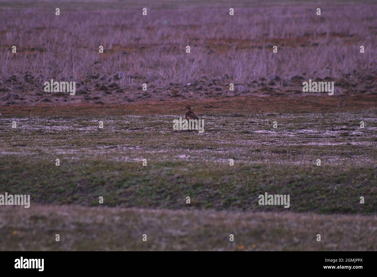 Purple feather bird hi-res stock photography and images - Alamy