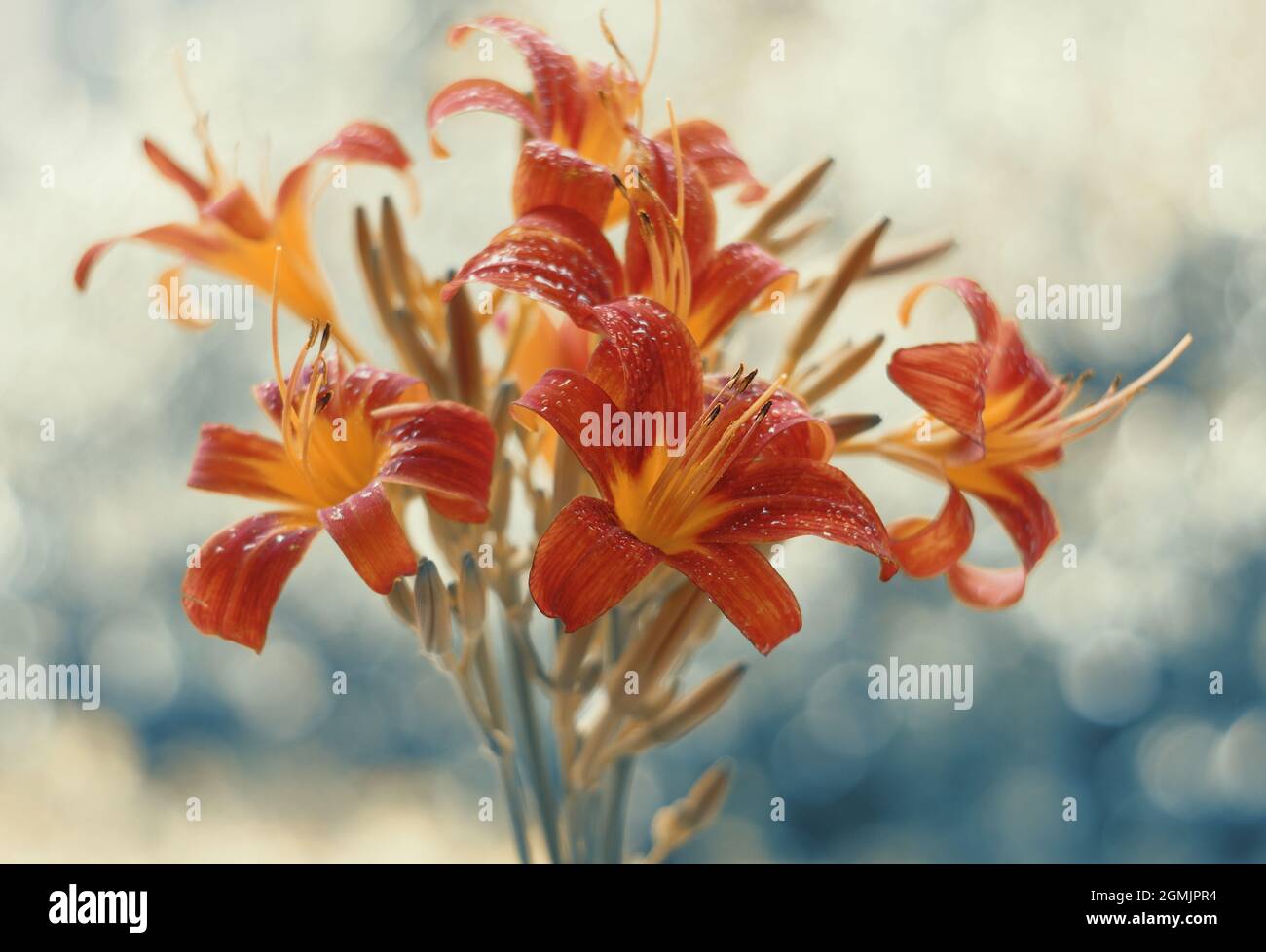 Lily braun hi-res stock photography and images - Alamy