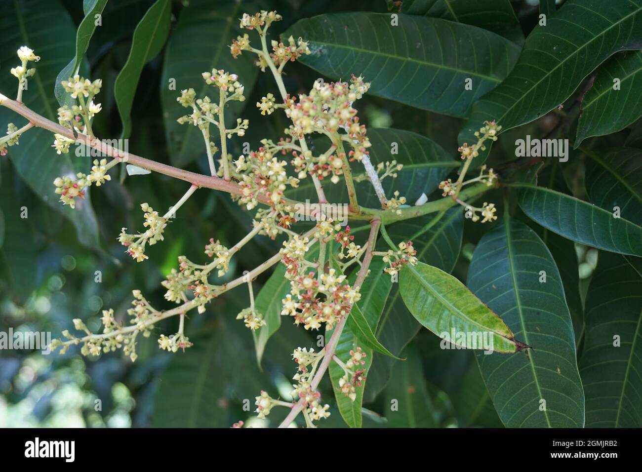 The flower of mango with a natural background Stock Photo - Alamy
