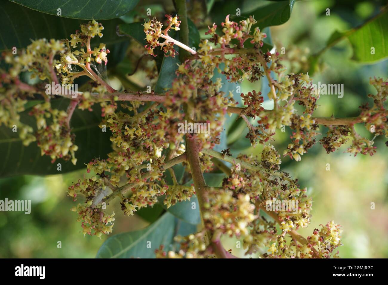 The flower of mango with a natural background Stock Photo - Alamy