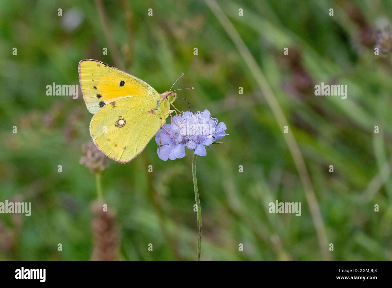 Female Clouded yellow-Colias croceus feeds on Scabious-Scabiosa Stock ...