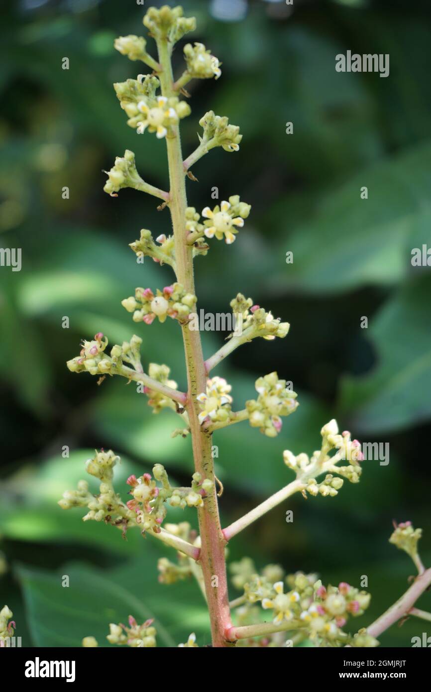 The flower of mango with a natural background Stock Photo - Alamy