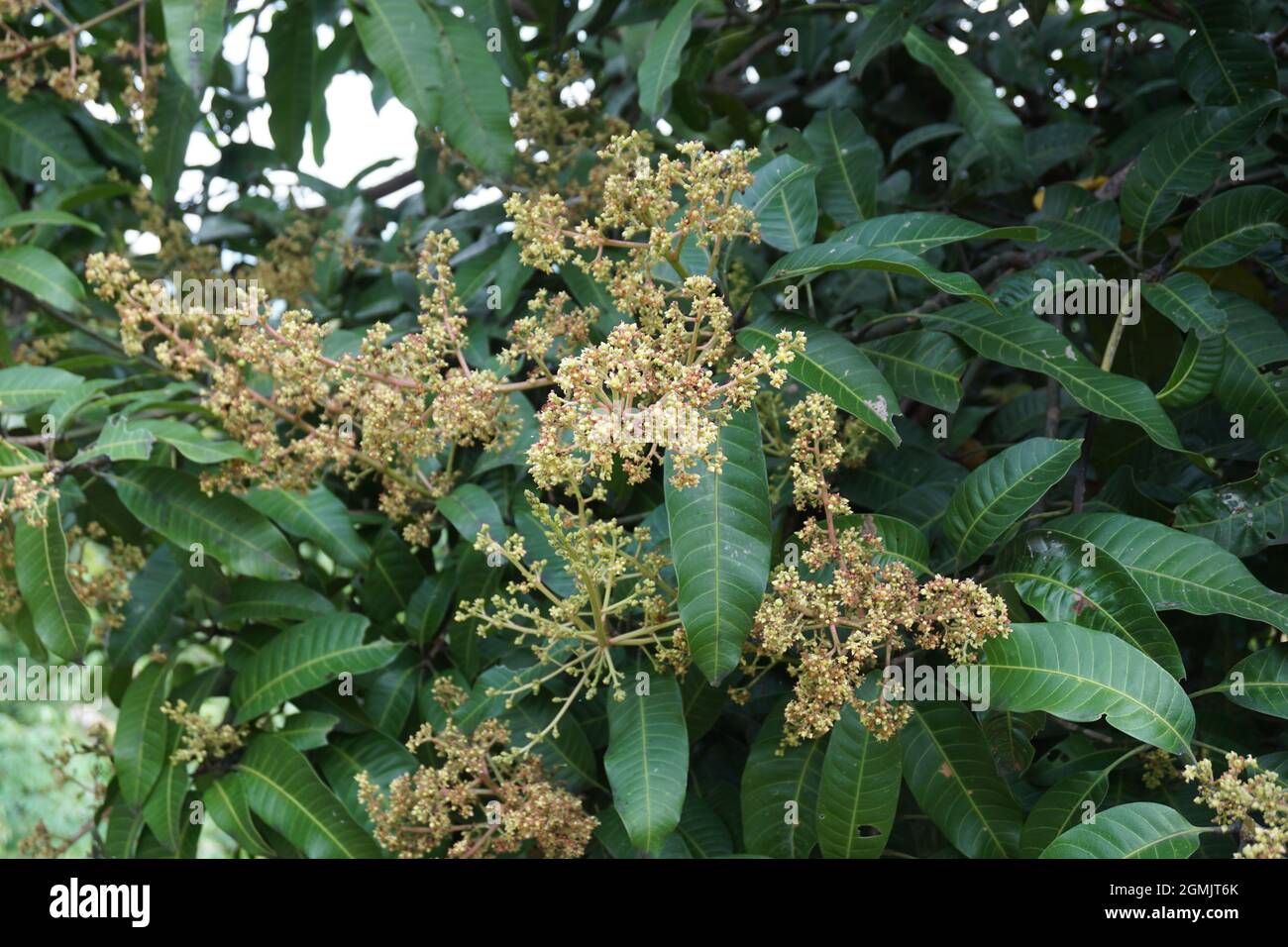 The flower of mango with a natural background Stock Photo - Alamy