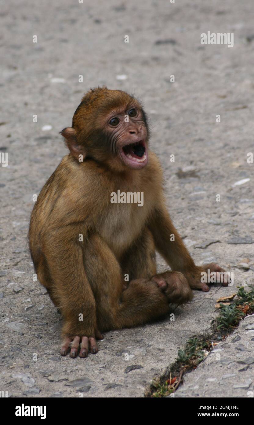 a young macaque sitting on the street with his mouth open waiting to be ...