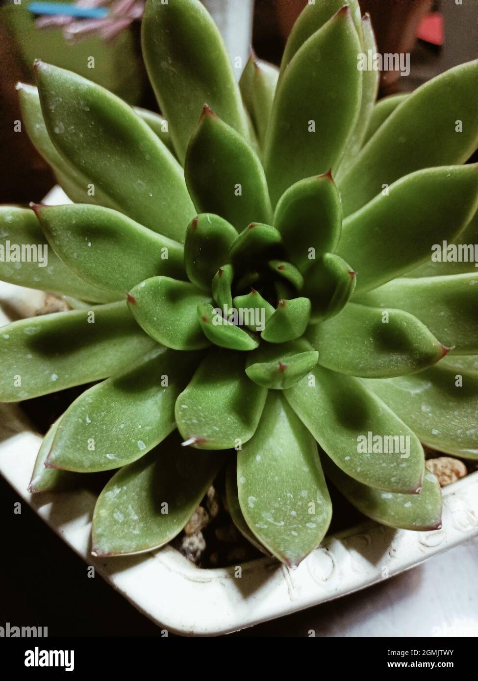 Flowering pinwheel aeonium hi-res stock photography and images - Alamy