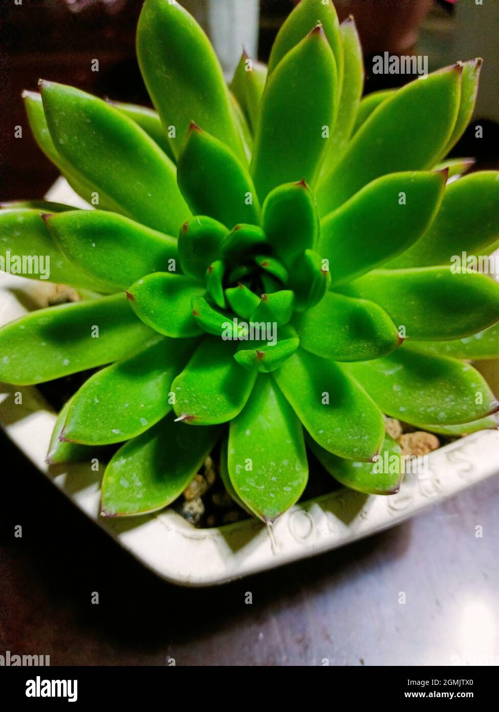 Flowering pinwheel aeonium hi-res stock photography and images - Alamy