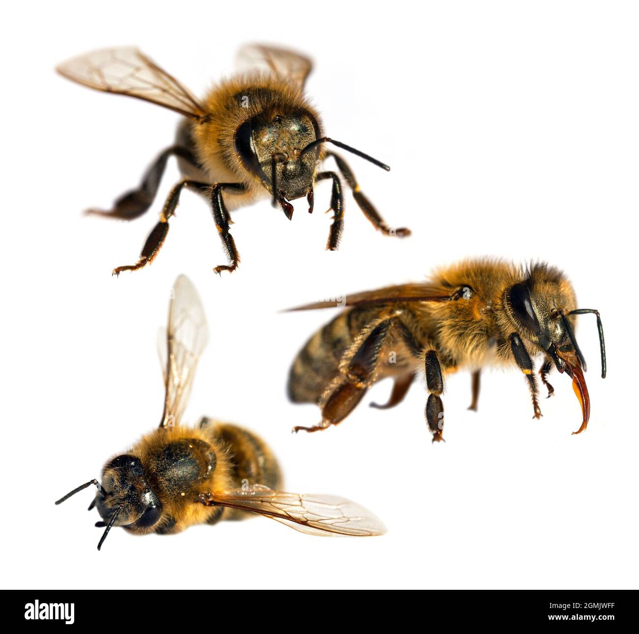 Group three pollination Cut Out Stock Images & Pictures - Alamy