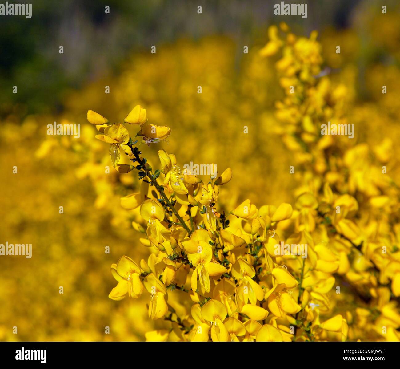 Scotch broom hi-res stock photography and images - Alamy