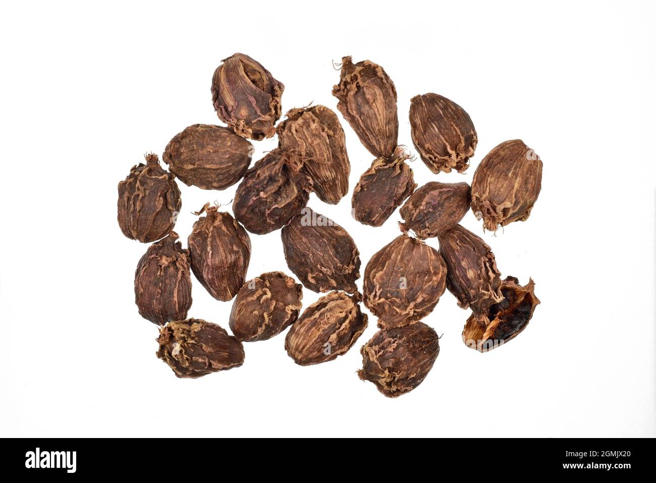 Black Cardamom Isolated on White Background with Clipping Path Stock ...