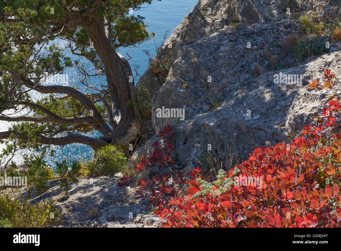 Koba tree hi-res stock photography and images - Alamy