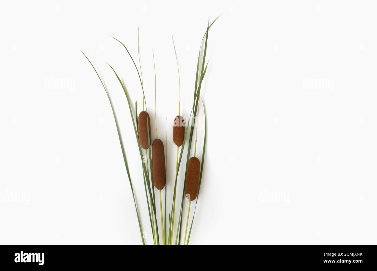 Cattail branch isolated on white background, top view, place for text ...