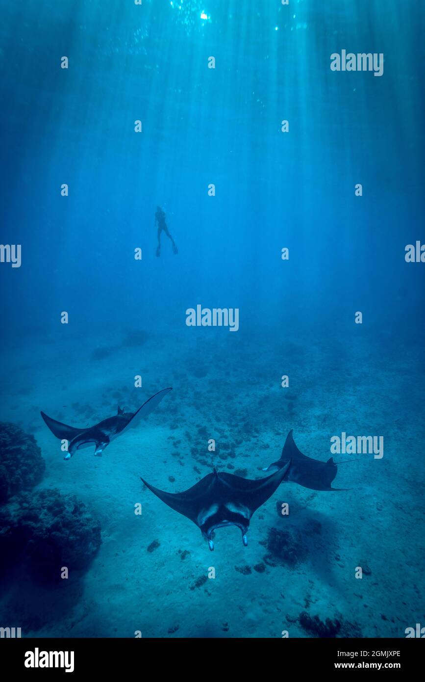 Giant manta rays australia hi-res stock photography and images - Alamy
