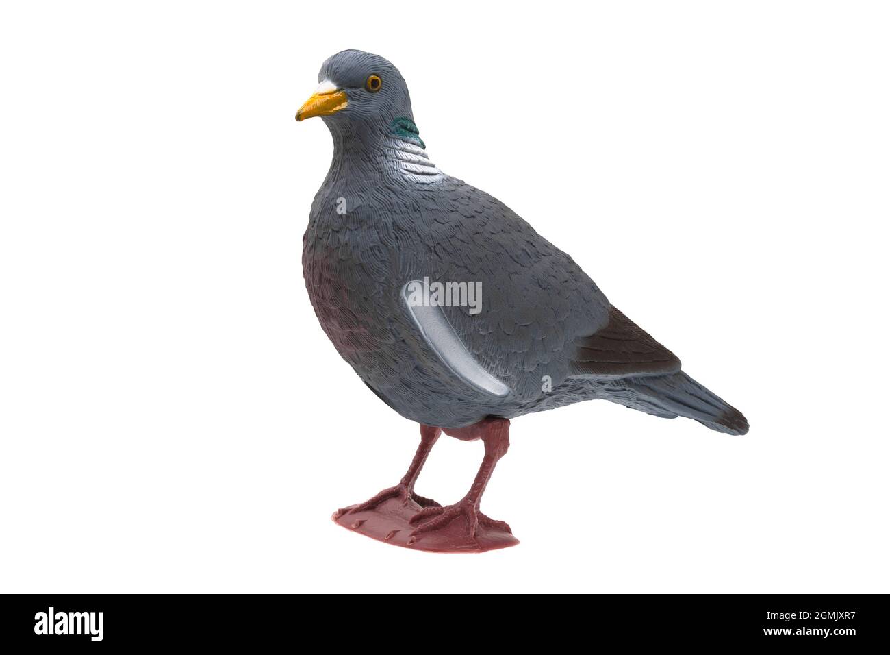 Plastic stuffed pigeon. Hunting bird bait. Isolate on a white ...