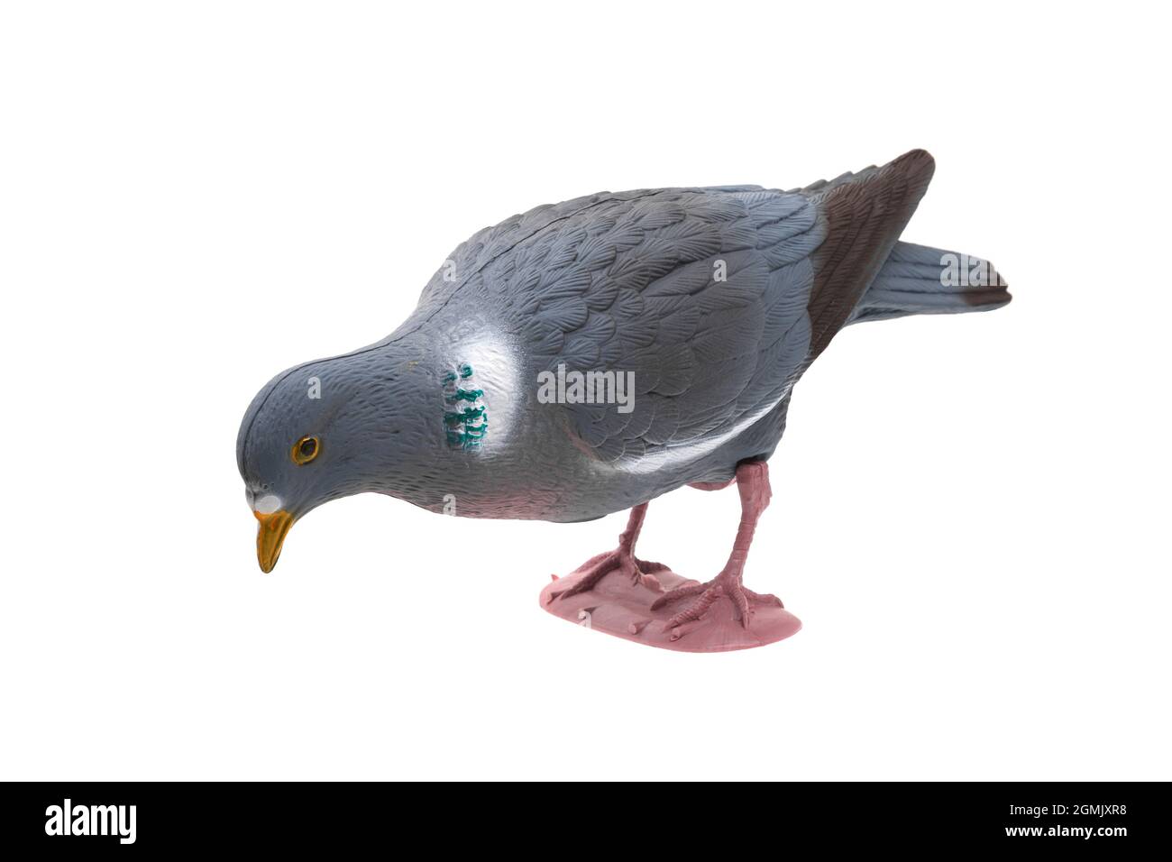 Plastic stuffed pigeon. Hunting bird bait. Isolate on a white ...