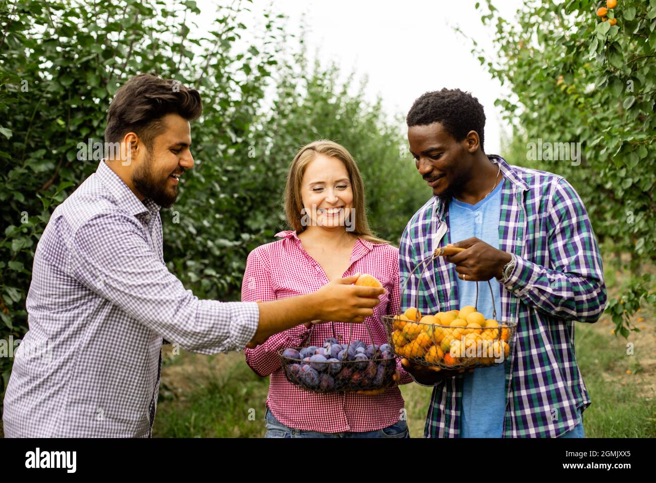 Co-workers at the fruit farm after picking harvest Stock Photo - Alamy