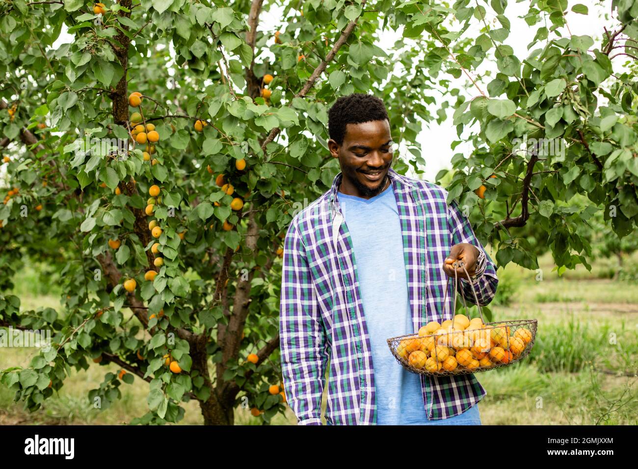 African man stand in fruit garden, holding basket of ripe apricots ...