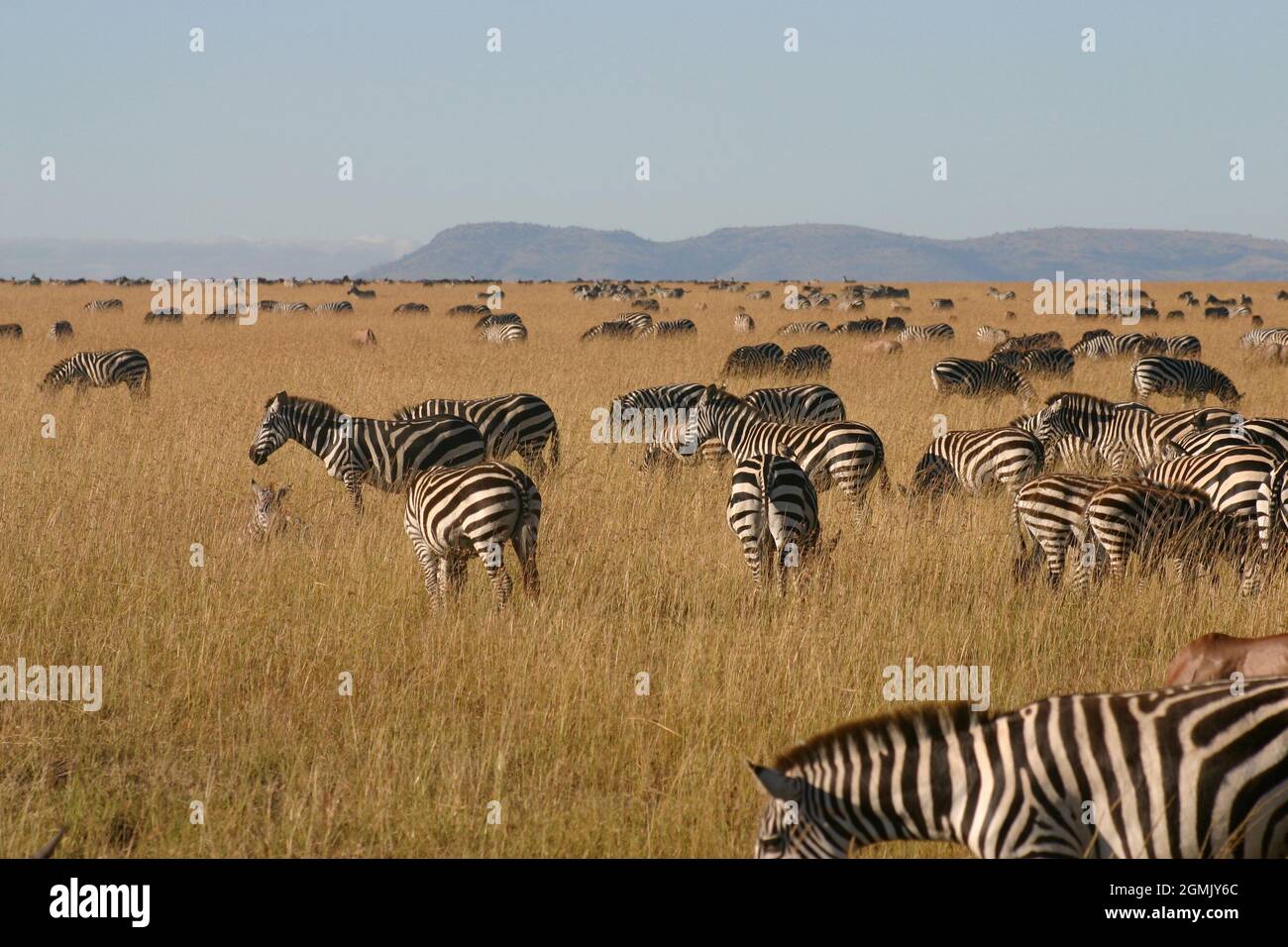 Herd of zebras in yellow grass Stock Photo - Alamy