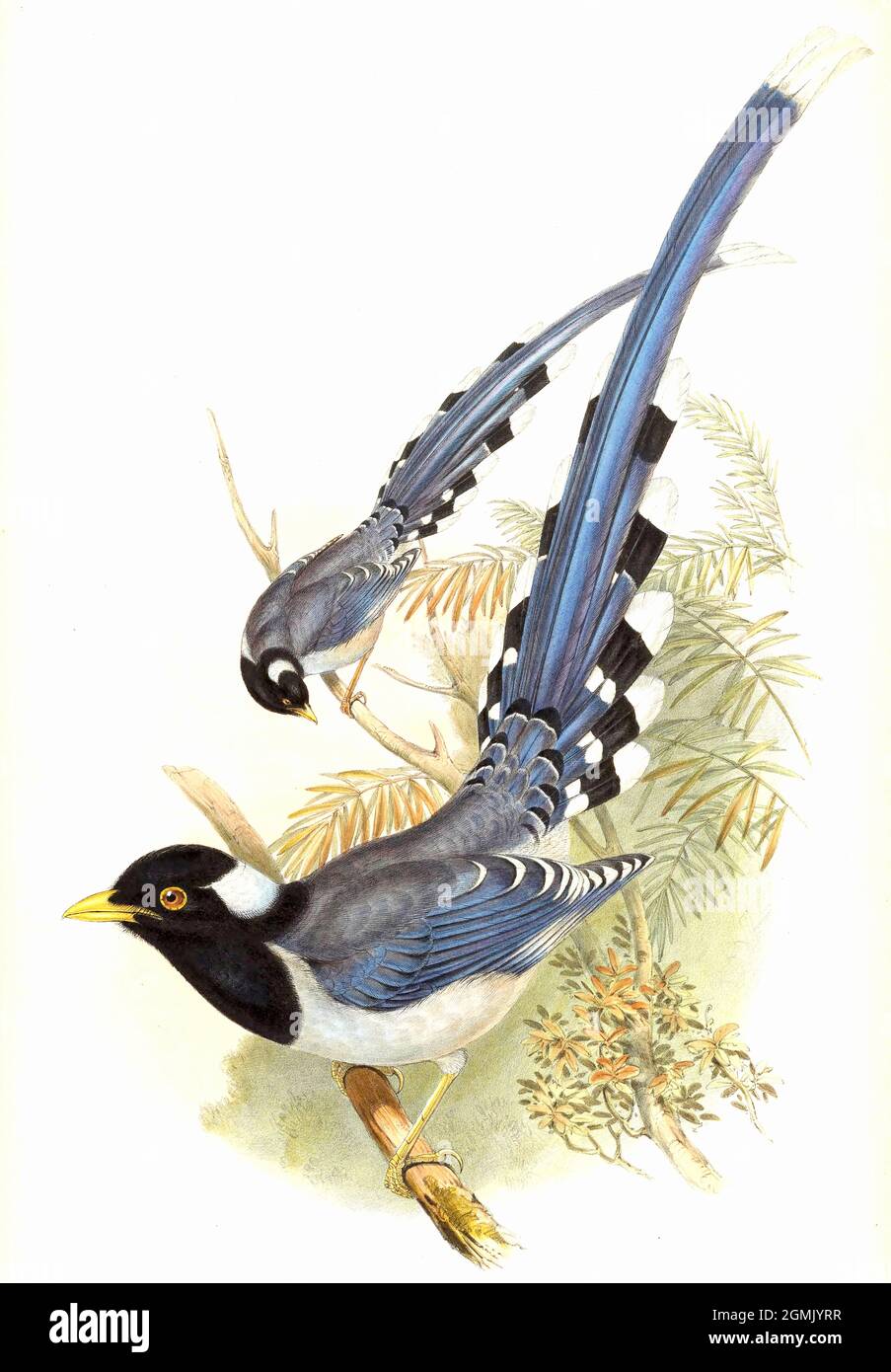 Two magpies painting hi-res stock photography and images - Alamy