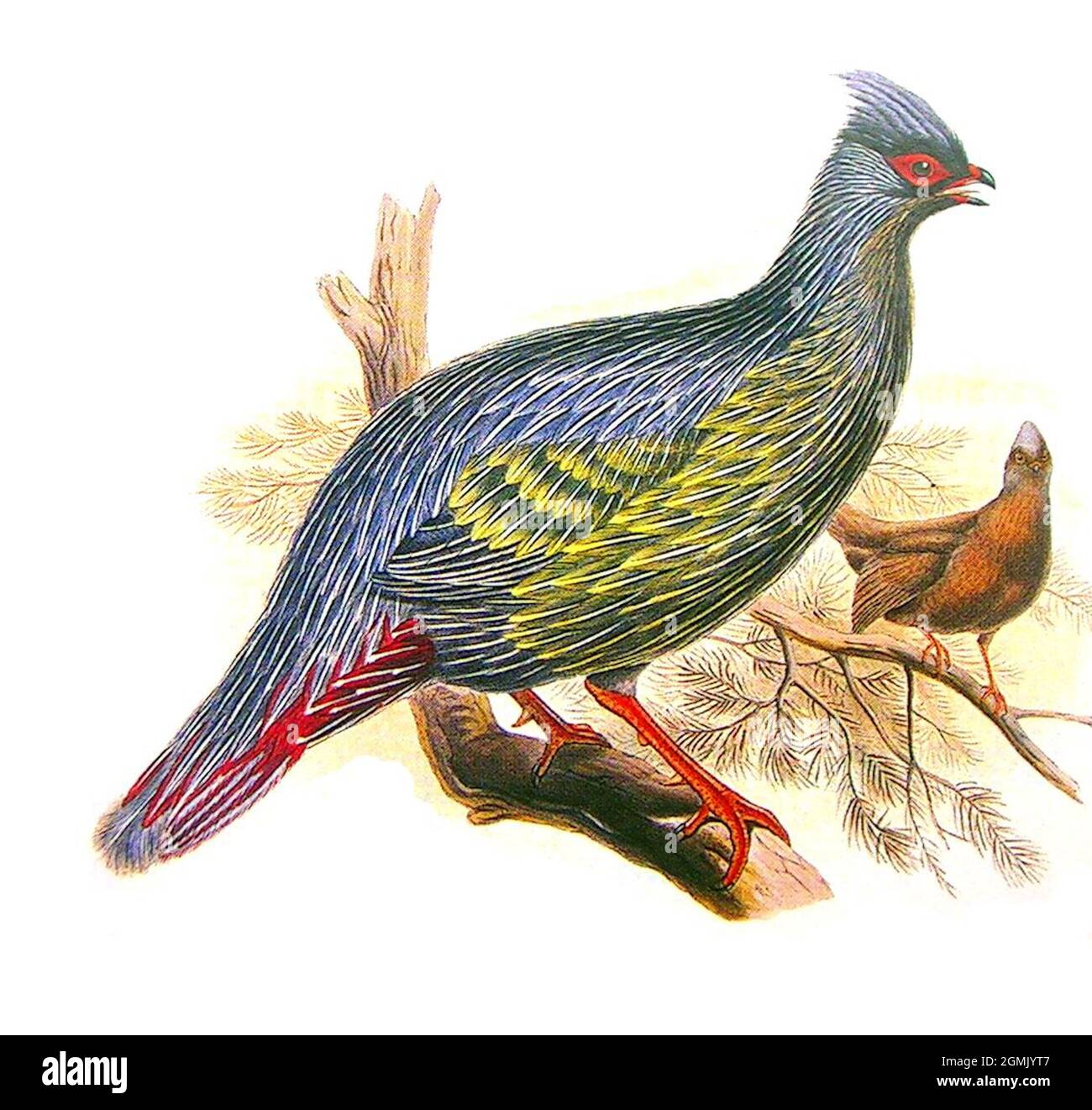 JohnGould exotic bird artwork - Blood Pheasant - Ithaginis cruentus ...