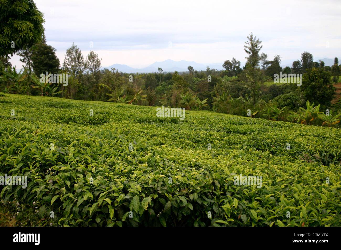 Field of tea near Meru, Kenya Stock Photo - Alamy