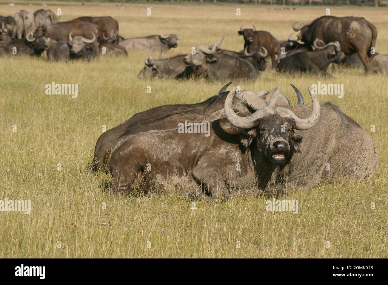African Cape buffalo, Masai Mara, Kenya Stock Photo - Alamy