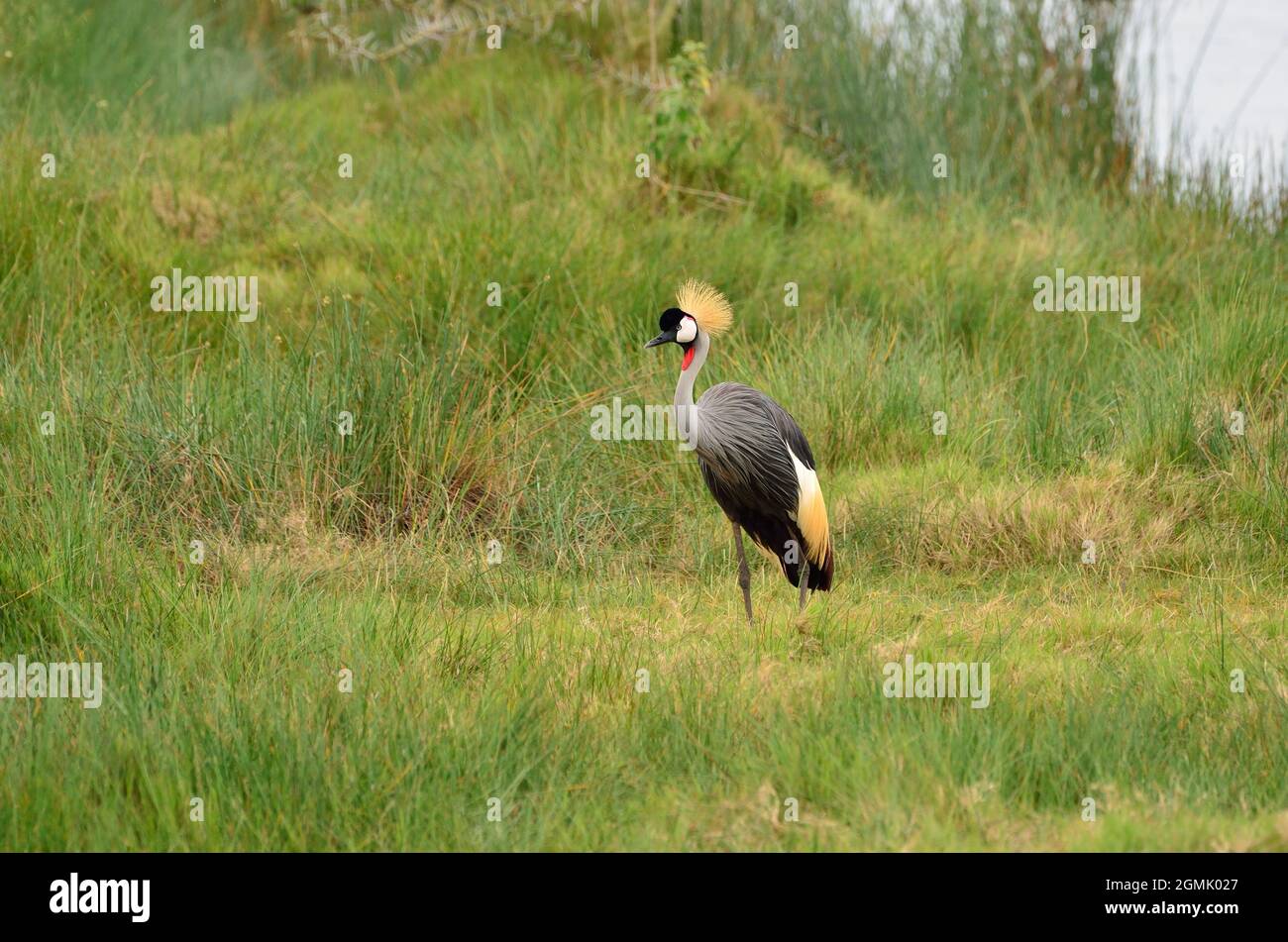 Schwarzhals-Kronenkranich, black crowned crane, Balearica pavonina ...
