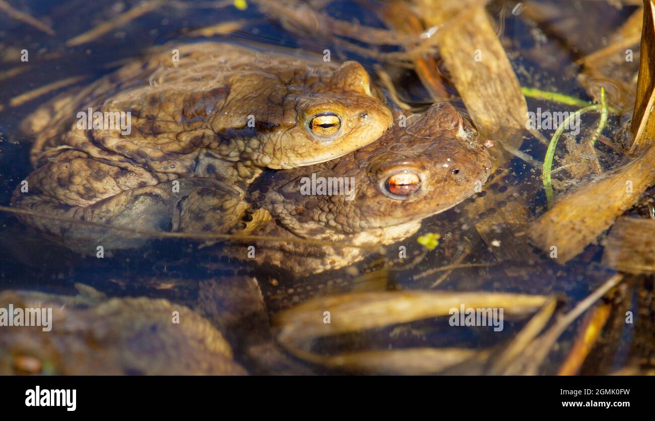 Mating male hi-res stock photography and images - Alamy