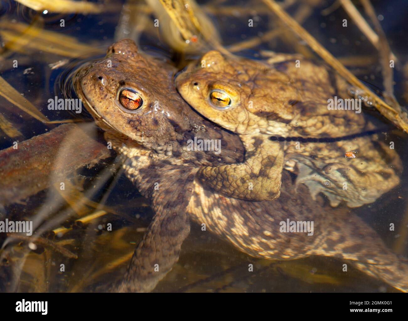Toads mating in water hi-res stock photography and images - Alamy