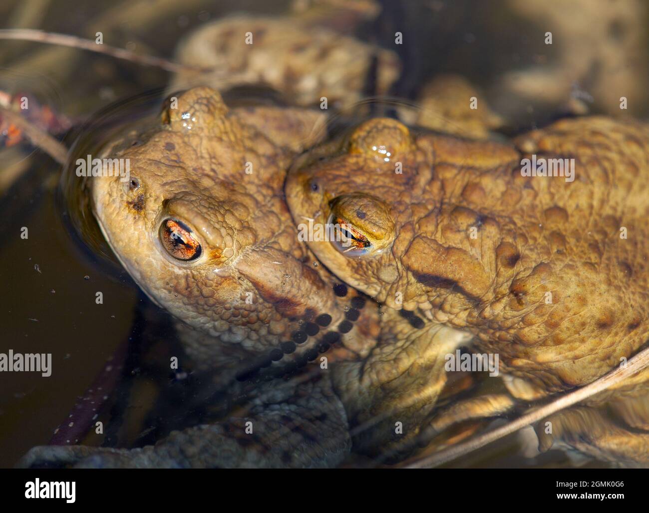 Toads mating in water hi-res stock photography and images - Alamy