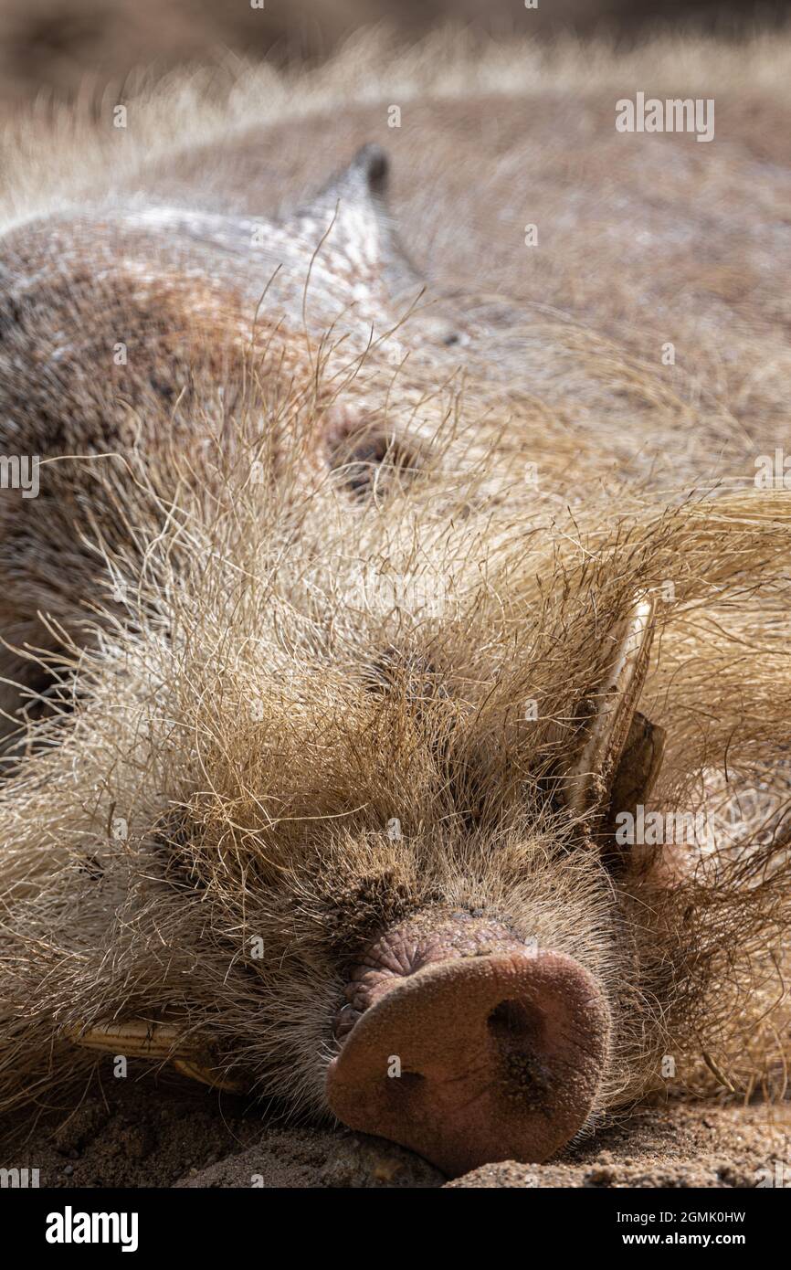 Bearded pig boar hi-res stock photography and images - Alamy