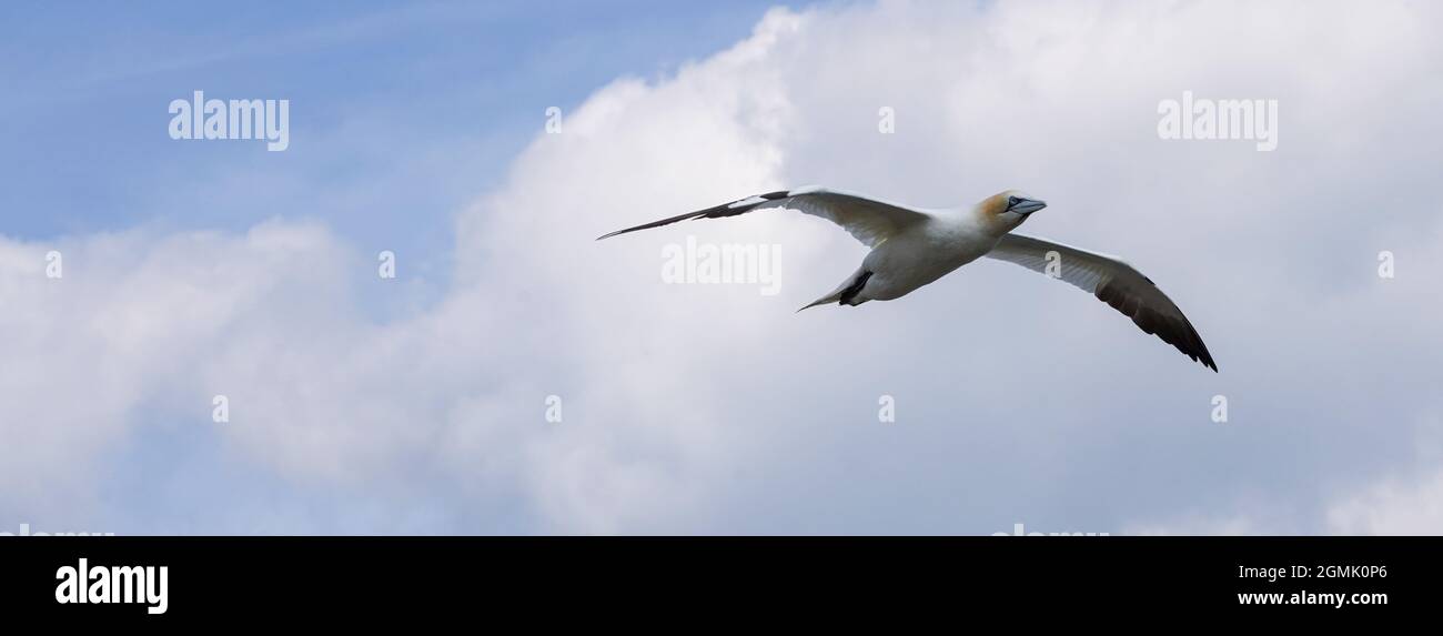 Close up of Flying Large White Sea Bird Gannets with a huge wingspan ...